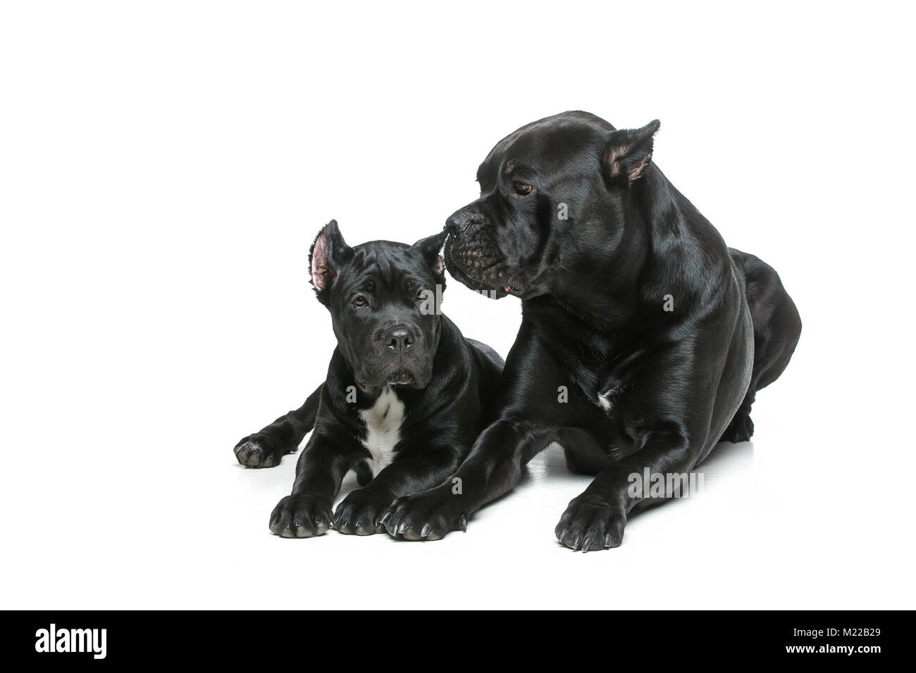 beautiful cane corso puppy and dog Stock Photo - Alamy