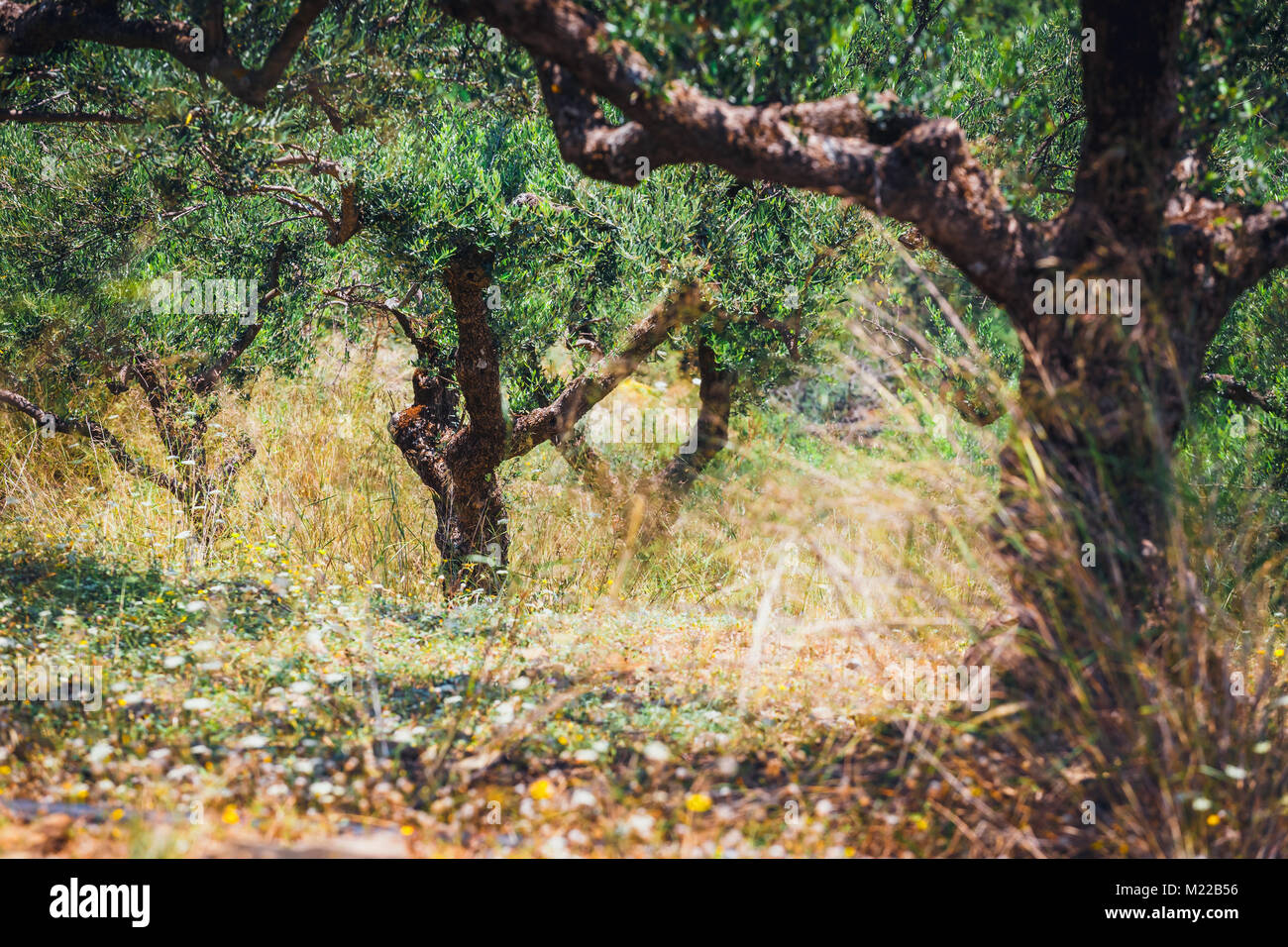 Lonely olive tree in Crete, Cretan garden, Greece Stock Photo - Alamy