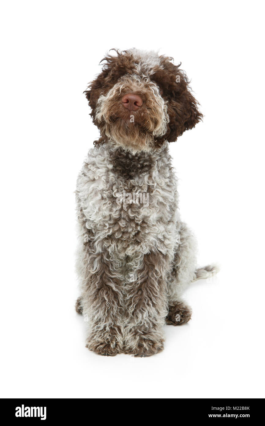 beautiful brown fluffy puppy Stock Photo - Alamy