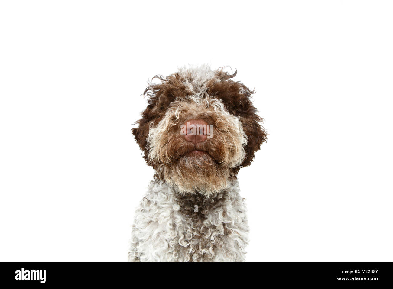 beautiful brown fluffy puppy Stock Photo - Alamy
