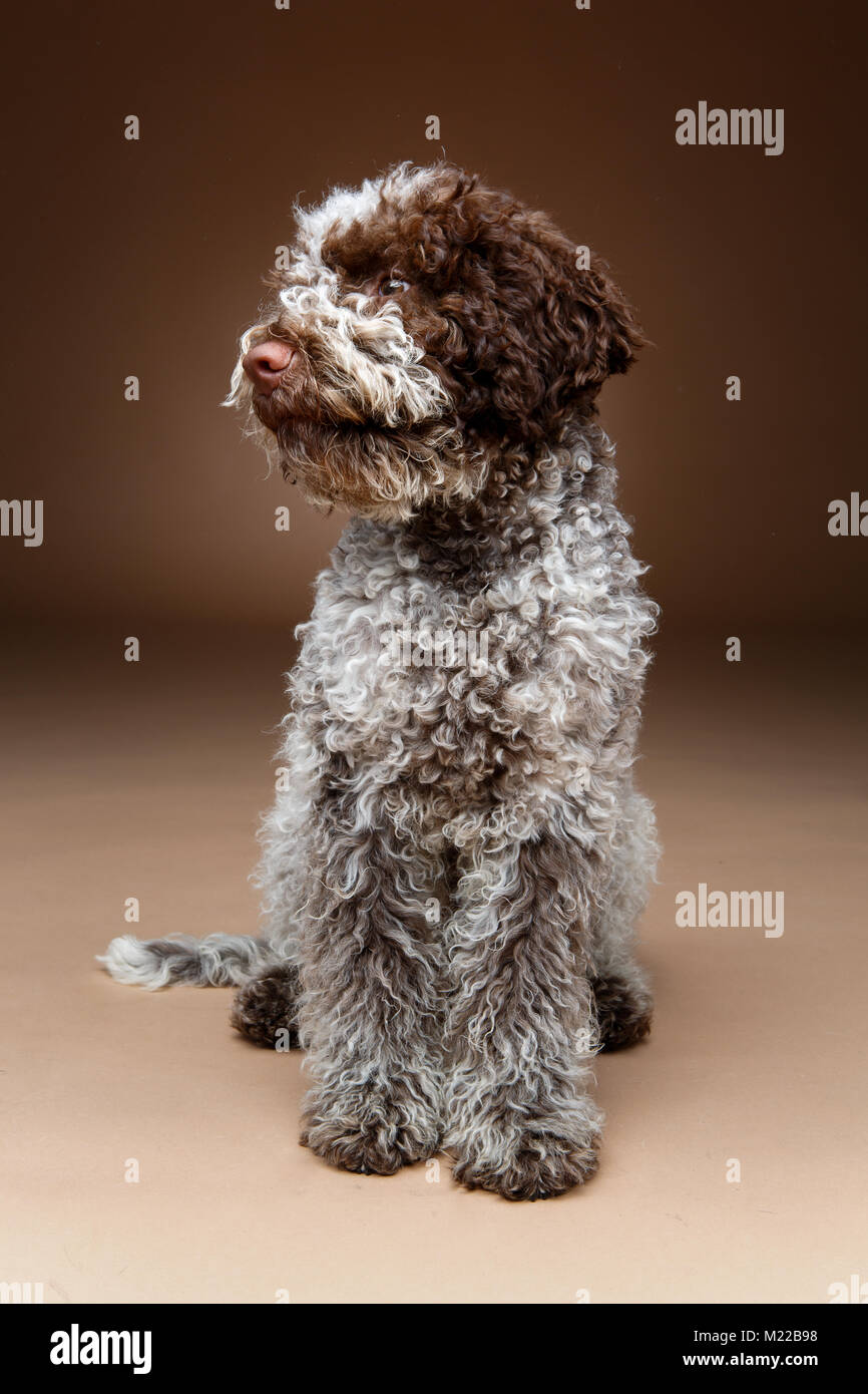 beautiful brown fluffy puppy Stock Photo - Alamy