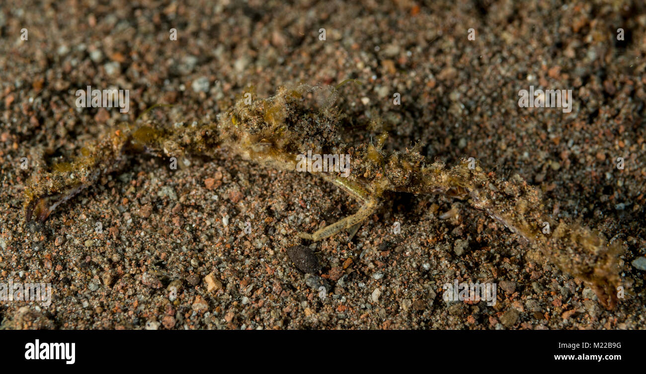 Longarmed crab hi-res stock photography and images - Alamy