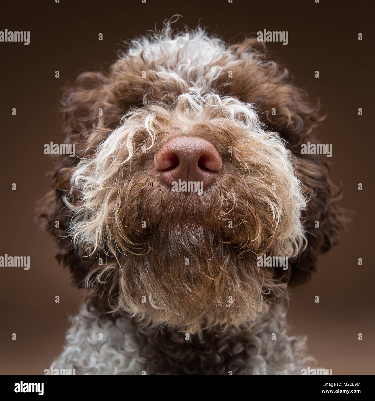 beautiful brown fluffy puppy Stock Photo - Alamy