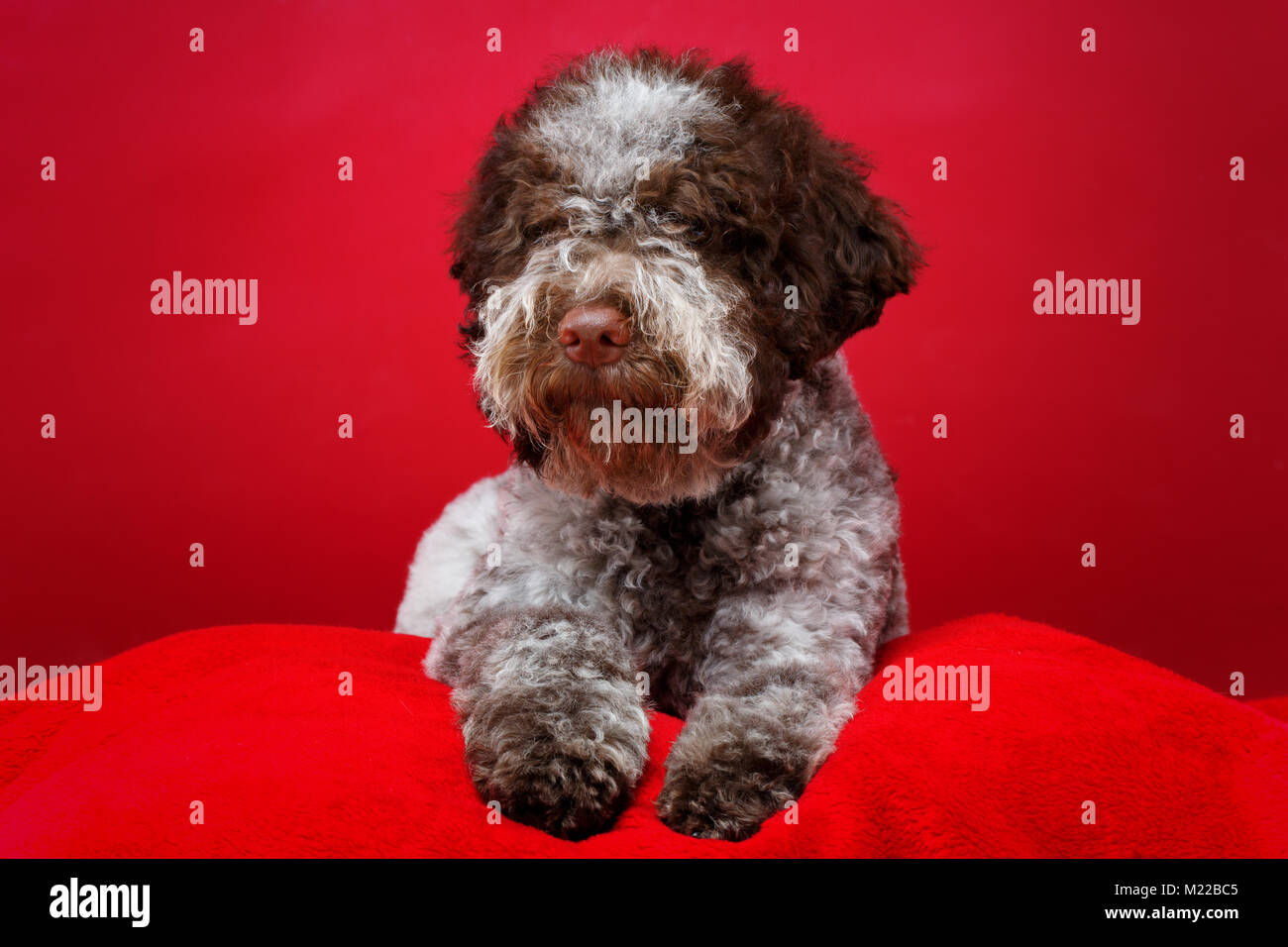beautiful brown fluffy puppy Stock Photo - Alamy