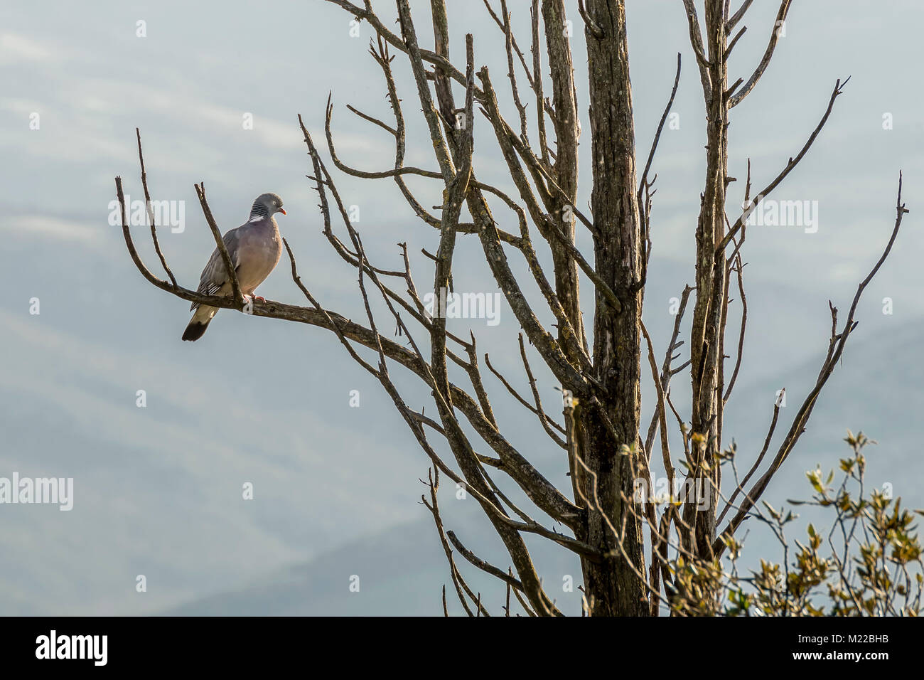 Wood Pigeon Columba palumbus on a tree in the Tuscan countryside Stock ...