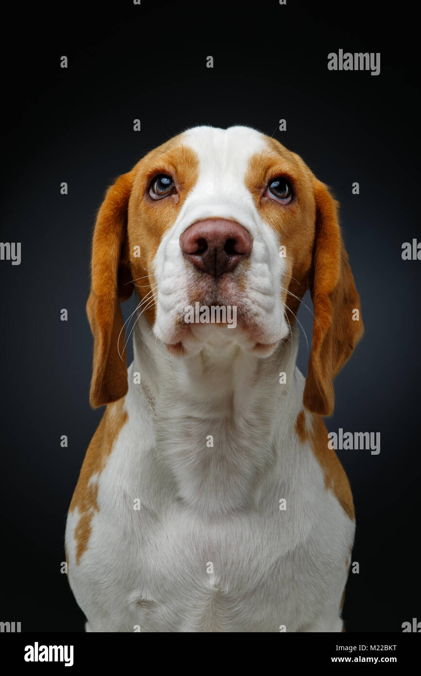 beautiful beagle dog Stock Photo - Alamy