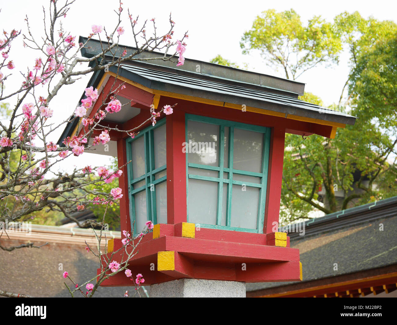 Colorful wood Japanese shrine lantern with pretty pink plum blossoms ...