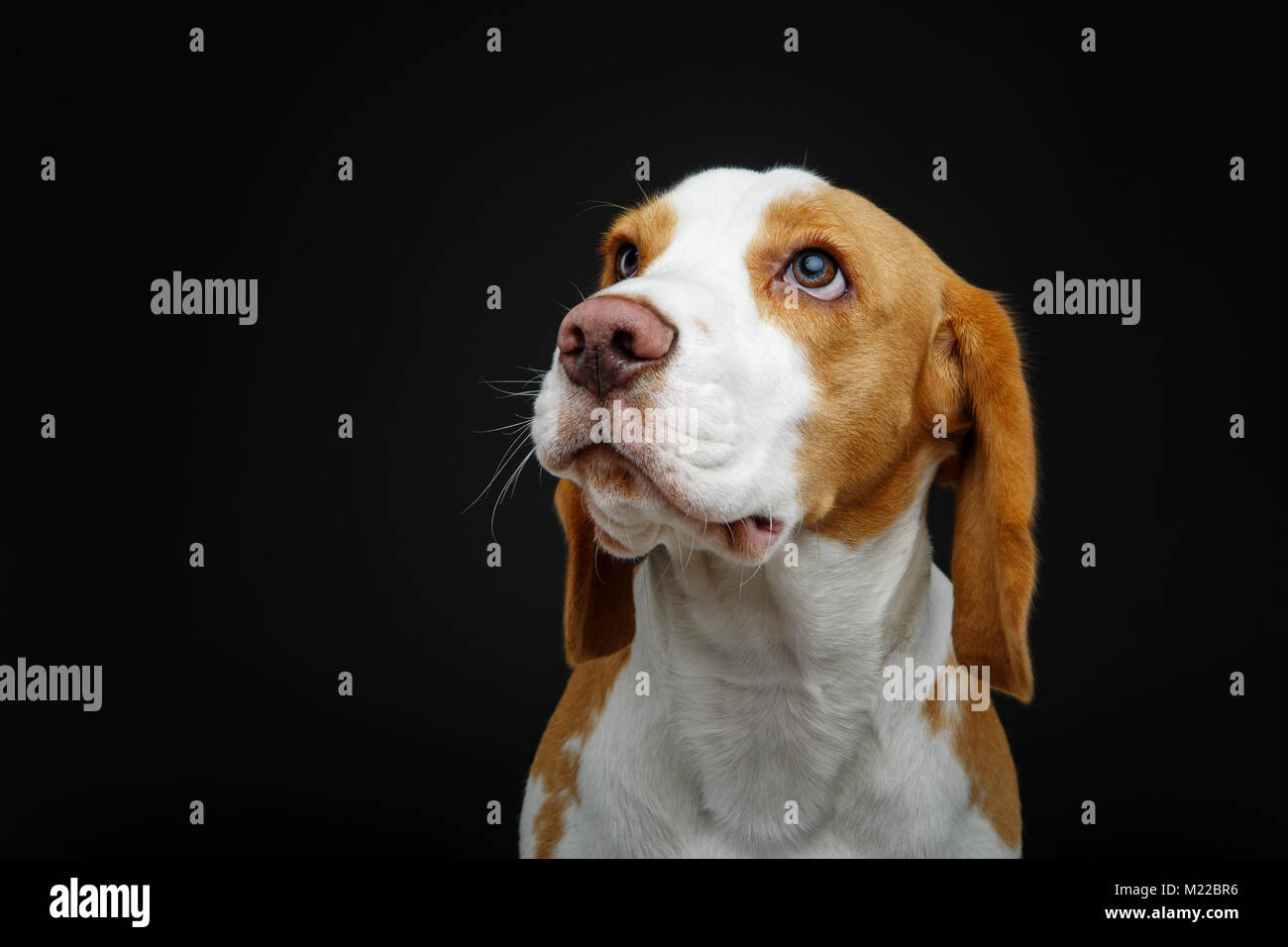 beautiful beagle dog Stock Photo - Alamy