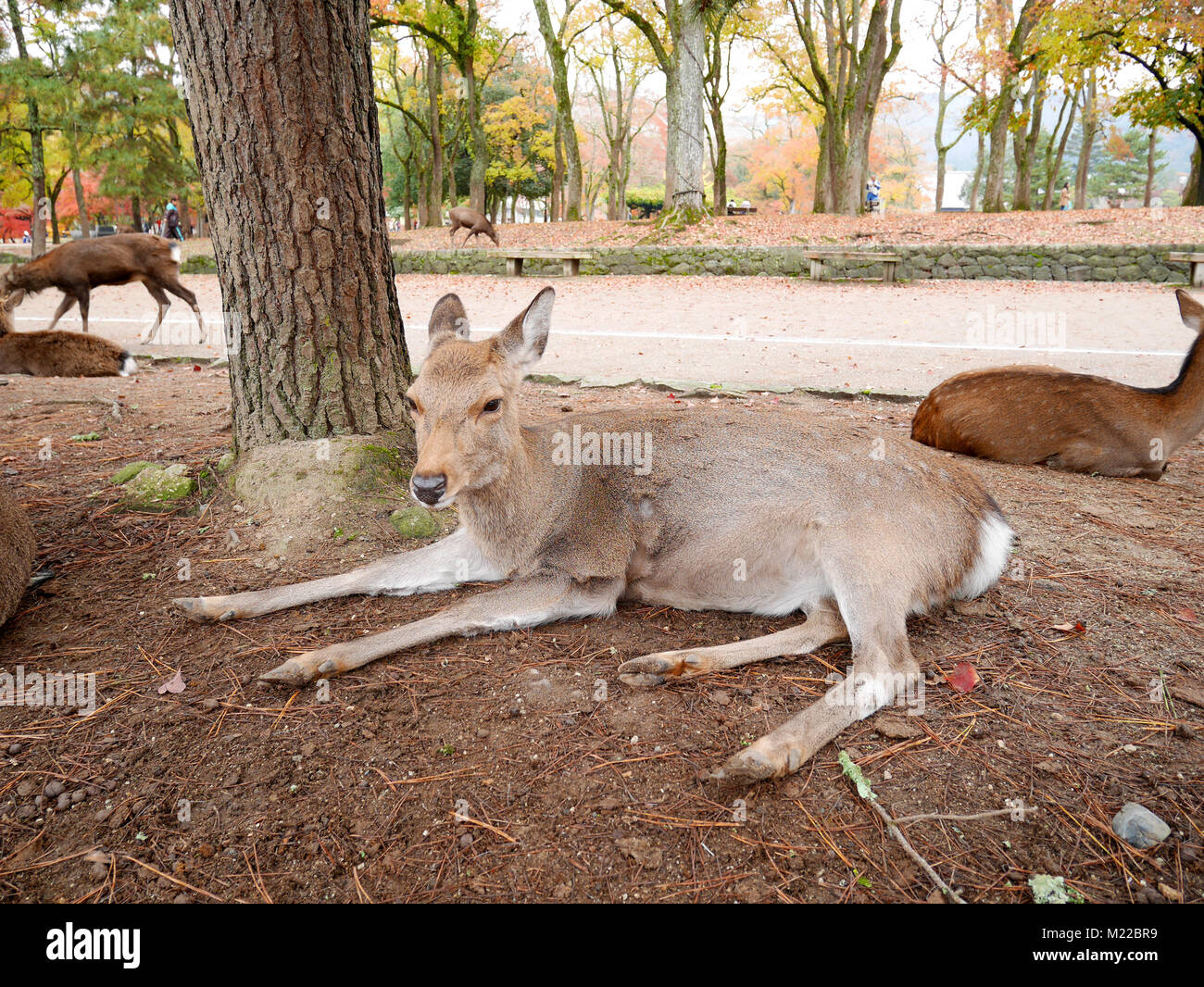 Deer sitting hi-res stock photography and images - Alamy