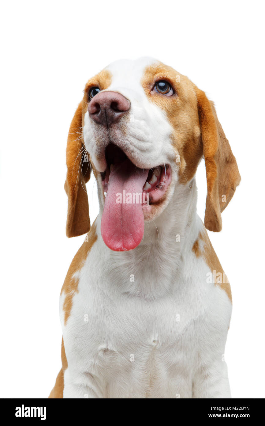 beautiful beagle dog Stock Photo - Alamy