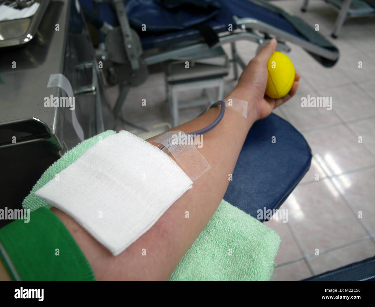 Arm of blood doner during blood donation with arm strap squeezing ...
