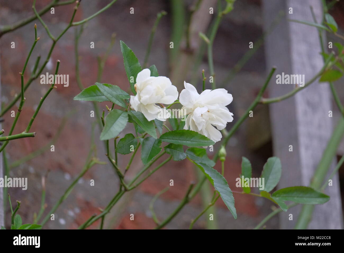 wild white winter rose Stock Photo - Alamy