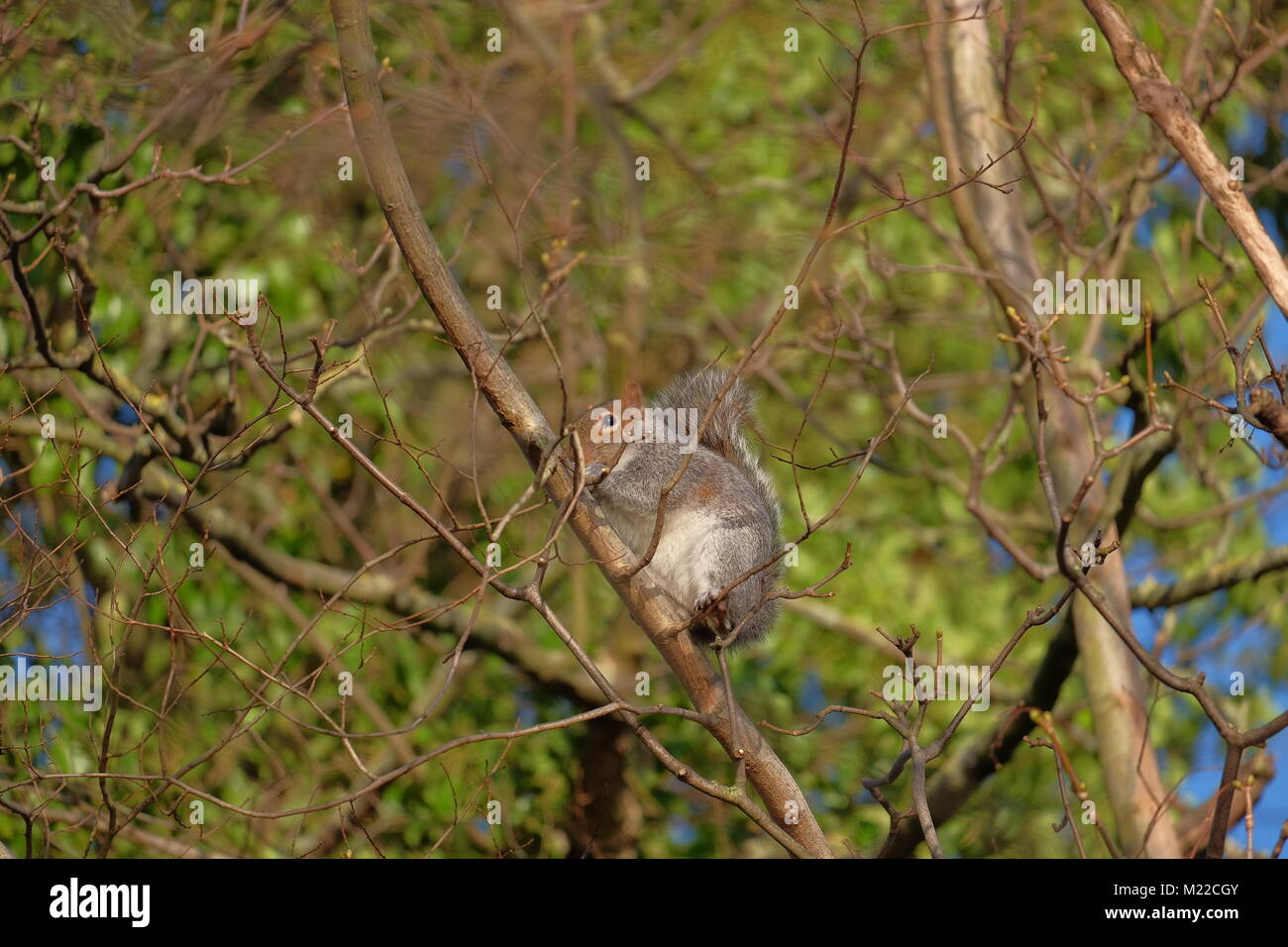 grey squirrel foraging at tree top Stock Photo - Alamy