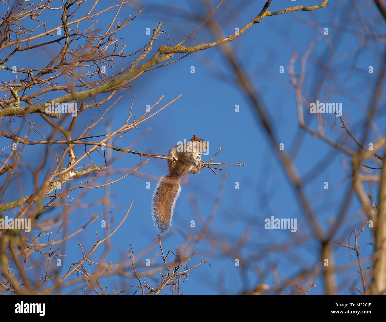 grey squirrel foraging at tree top Stock Photo - Alamy