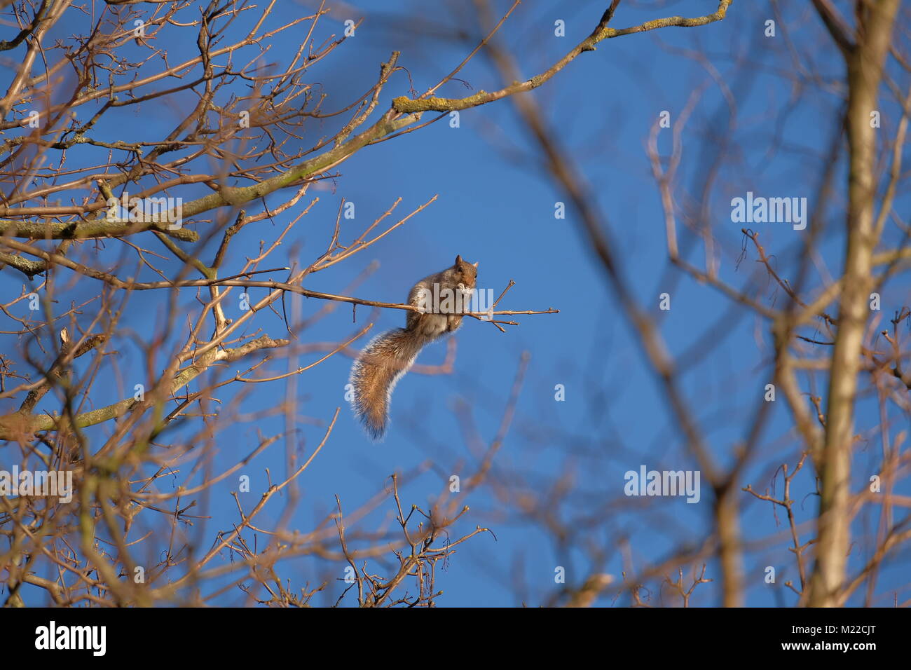 grey squirrel foraging at tree top Stock Photo - Alamy