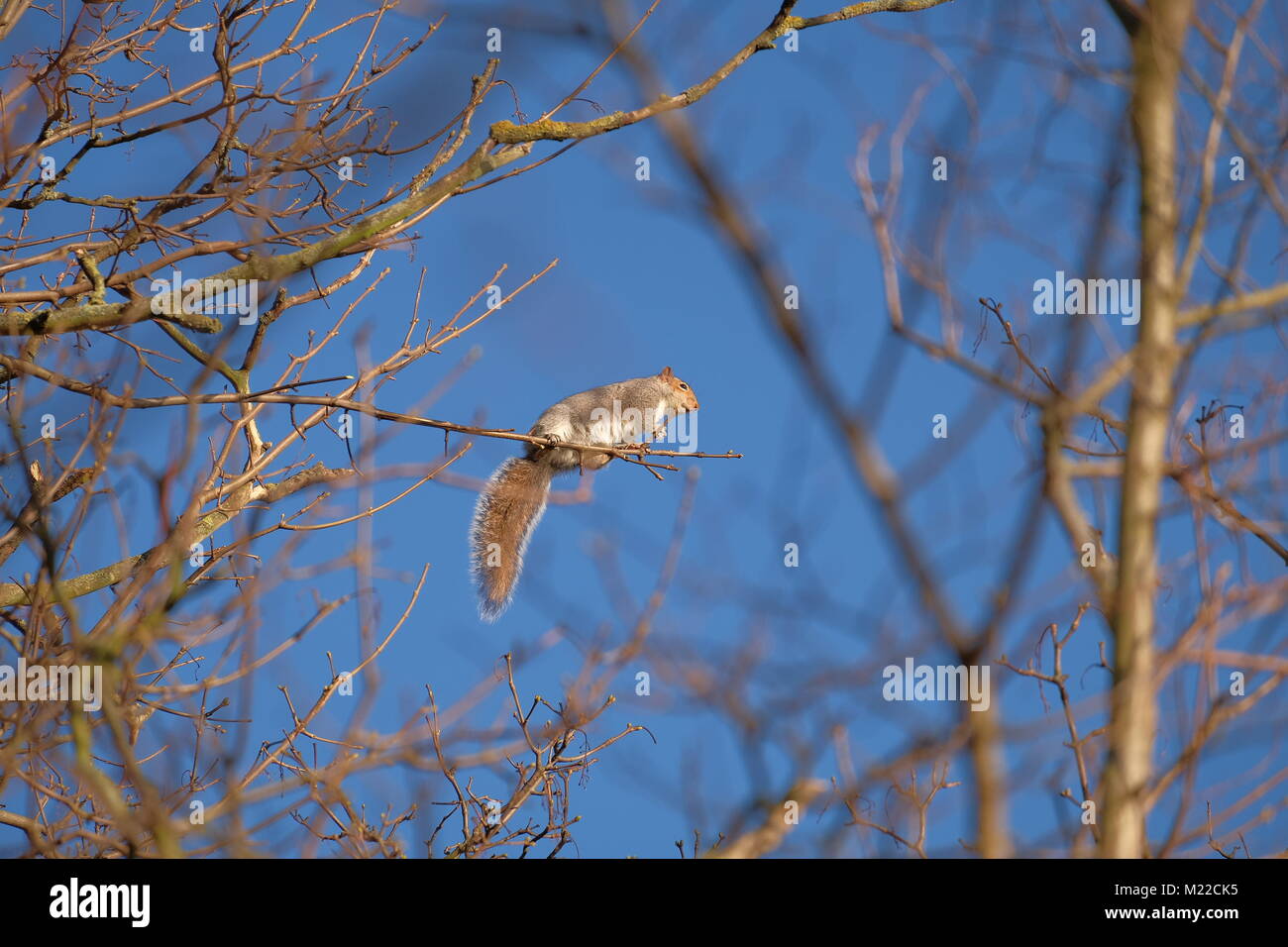 grey squirrel foraging at tree top Stock Photo - Alamy