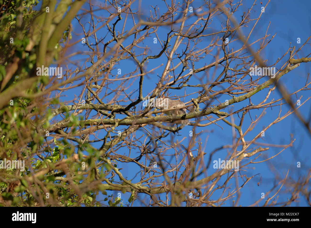 grey squirrel foraging at tree top Stock Photo - Alamy