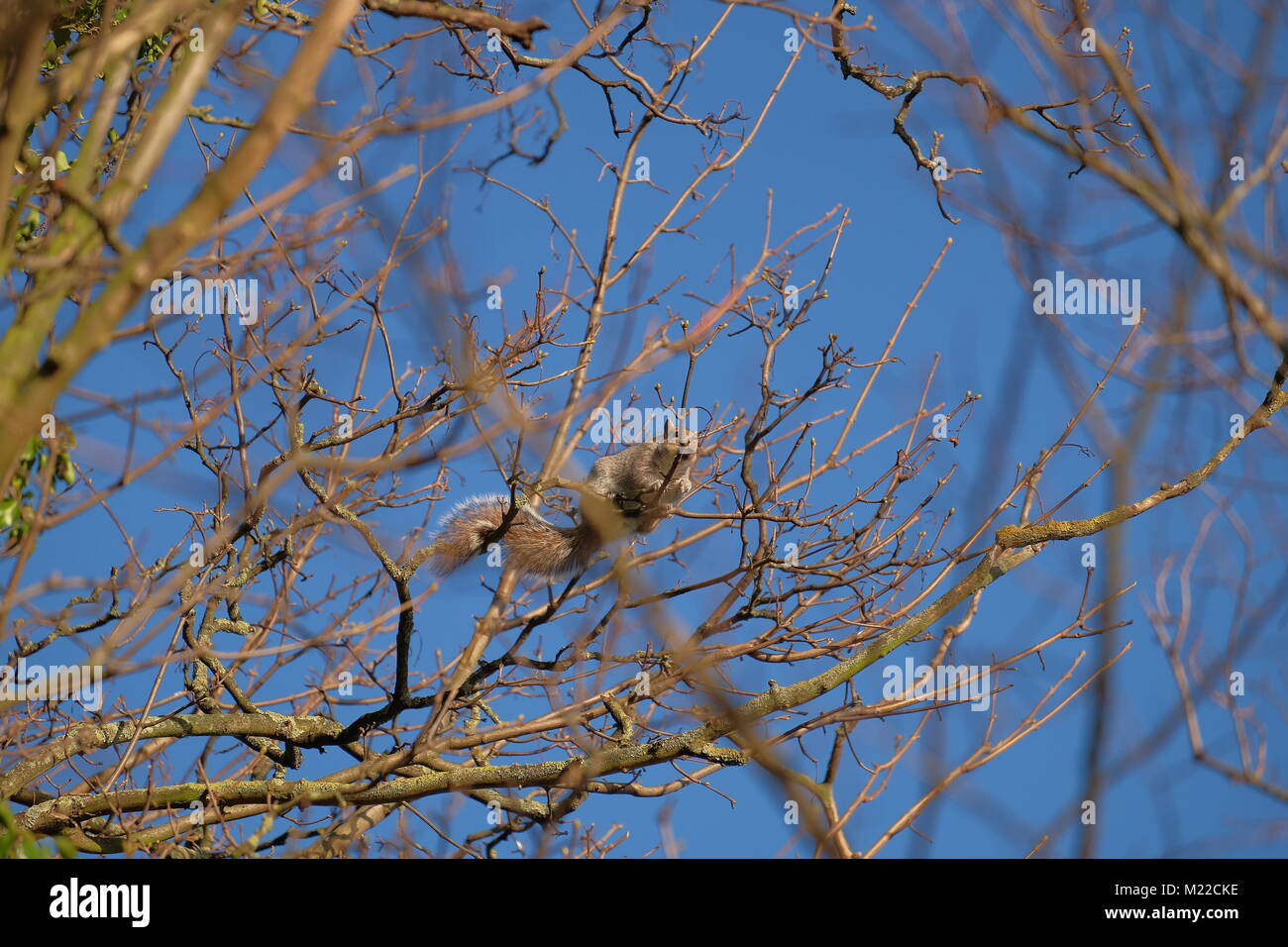 grey squirrel foraging at tree top Stock Photo - Alamy