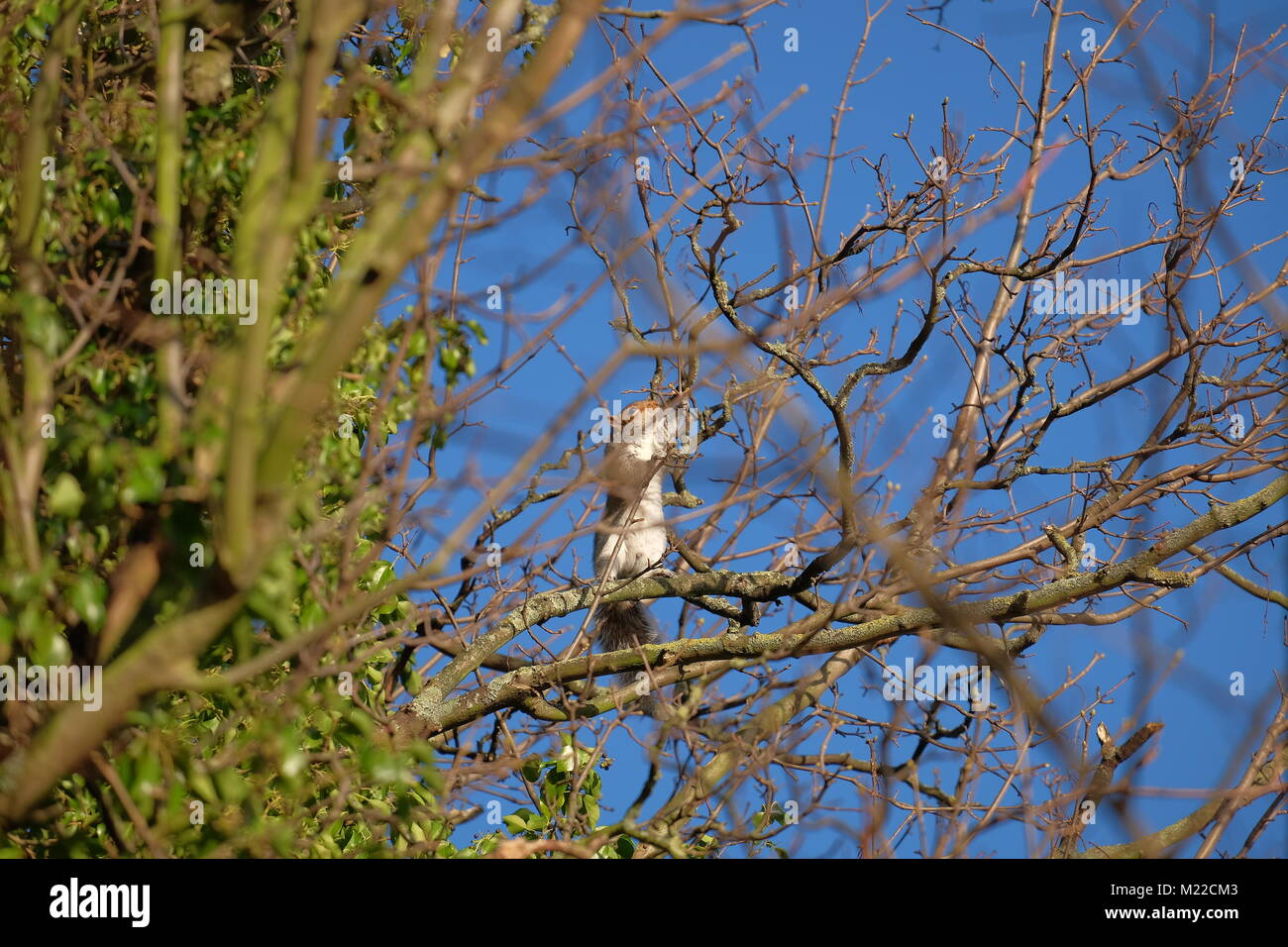 grey squirrel foraging at tree top Stock Photo - Alamy