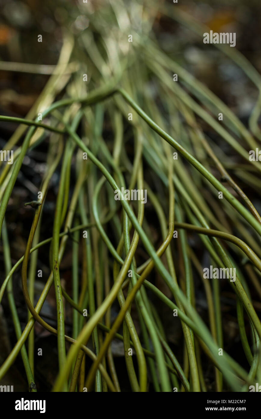 Nito plants ready to be prepared to be woven into a pinikas product ...