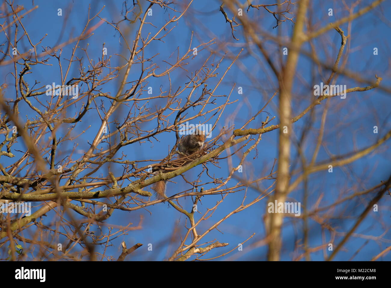 grey squirrel foraging at tree top Stock Photo - Alamy