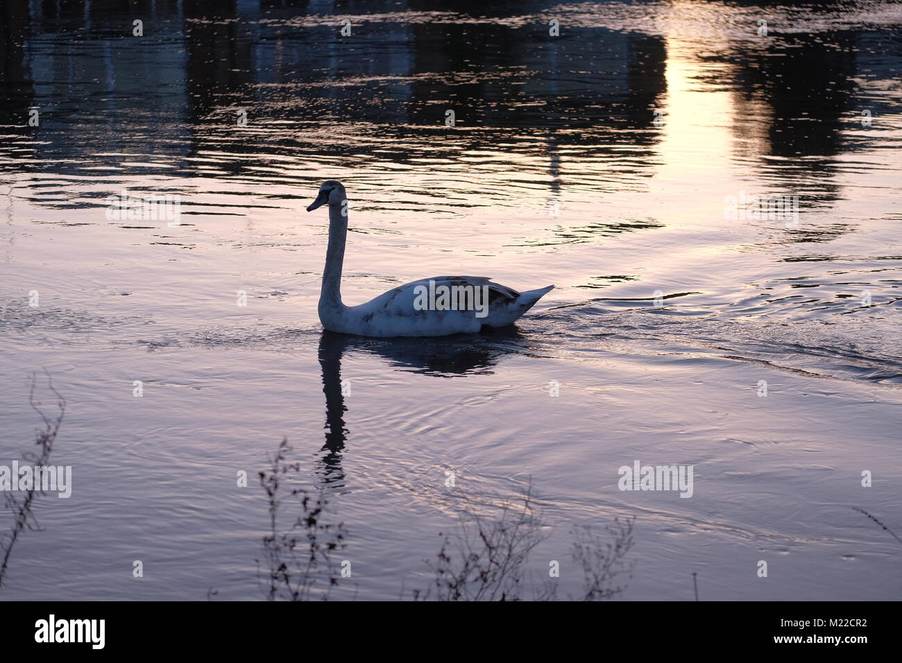 mute swan on river thames Stock Photo - Alamy