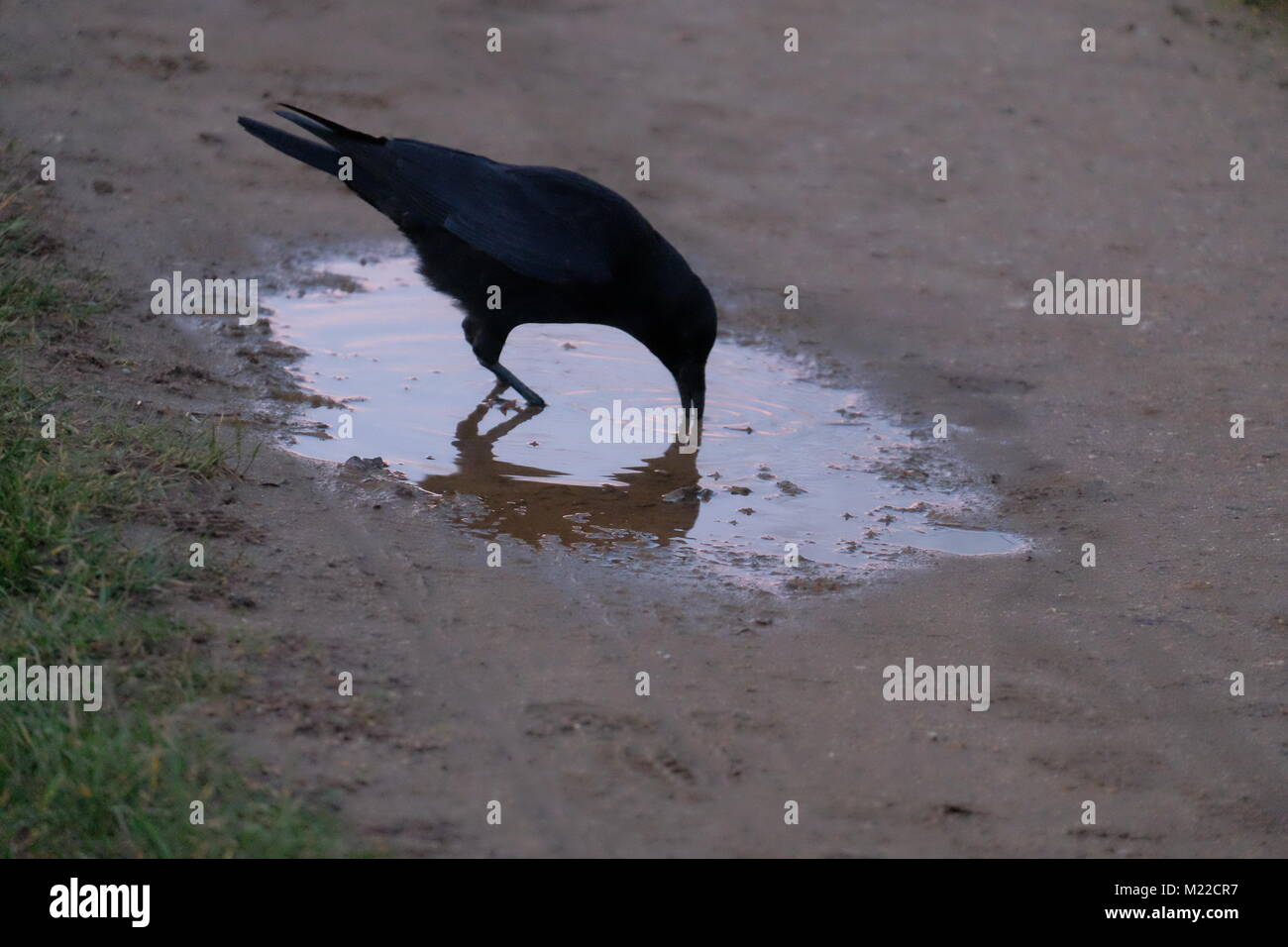 Crow drinking water hi-res stock photography and images - Alamy