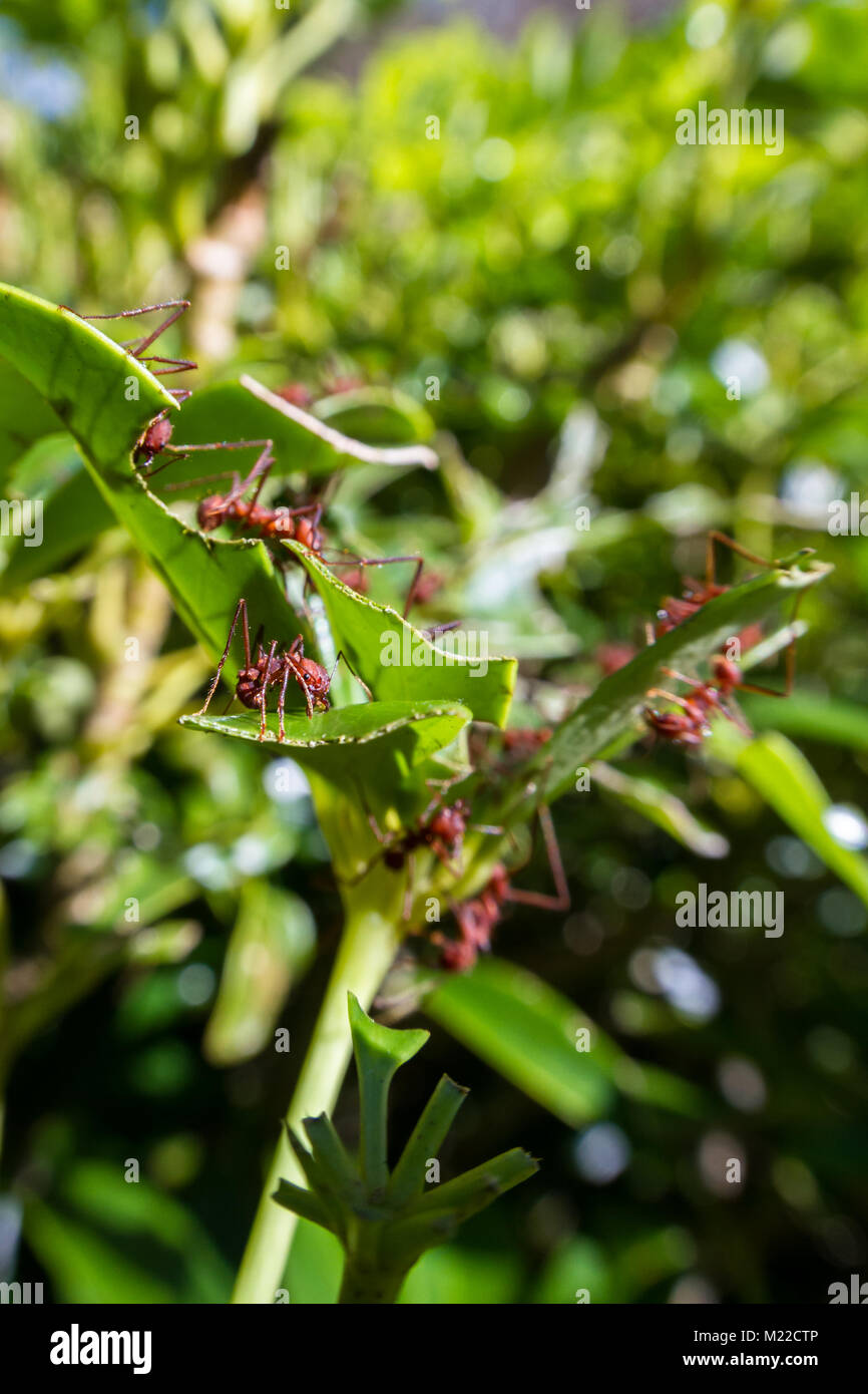 Leaf Cutter Ants Stripping Down A Decorative Plant In The Costa Rican
