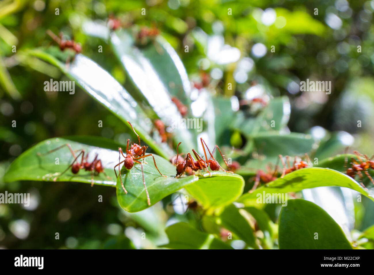 Leaf cutter ants rainforest hi-res stock photography and images - Alamy