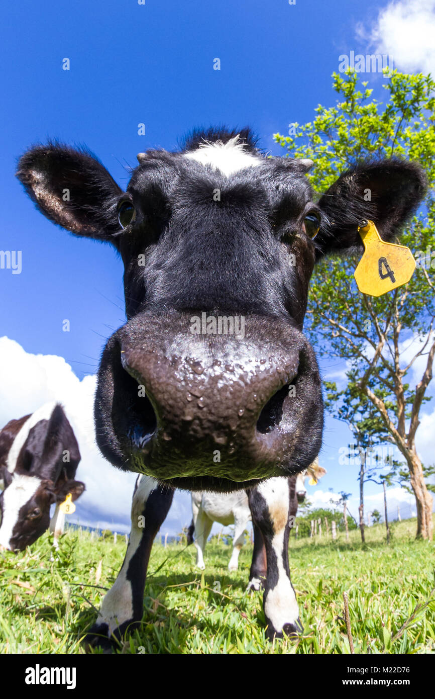 young dairy cow enjoying the sunshine and a fresh green pasture in ...