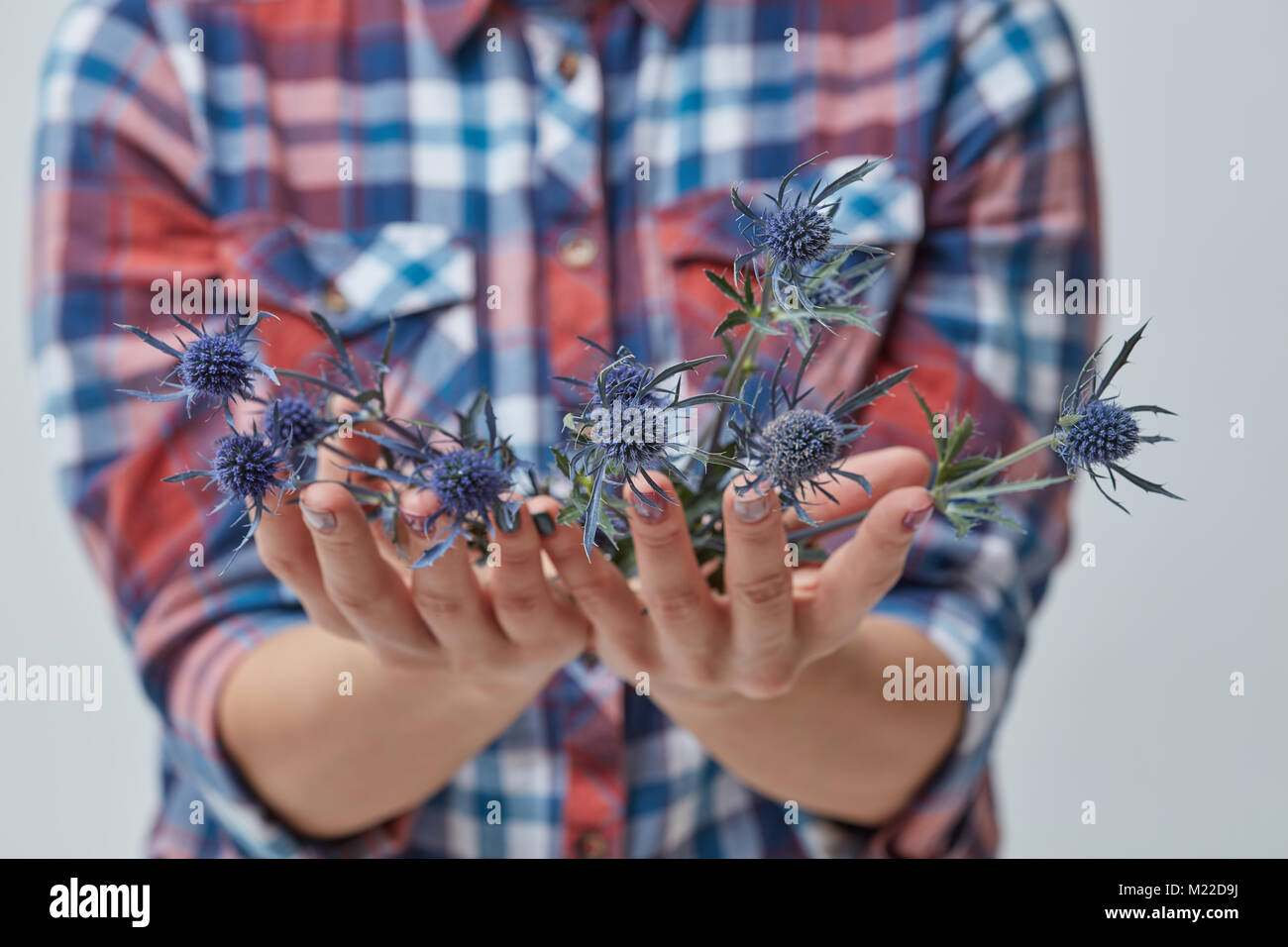 Female hands with blue flower eryngium Stock Photo - Alamy