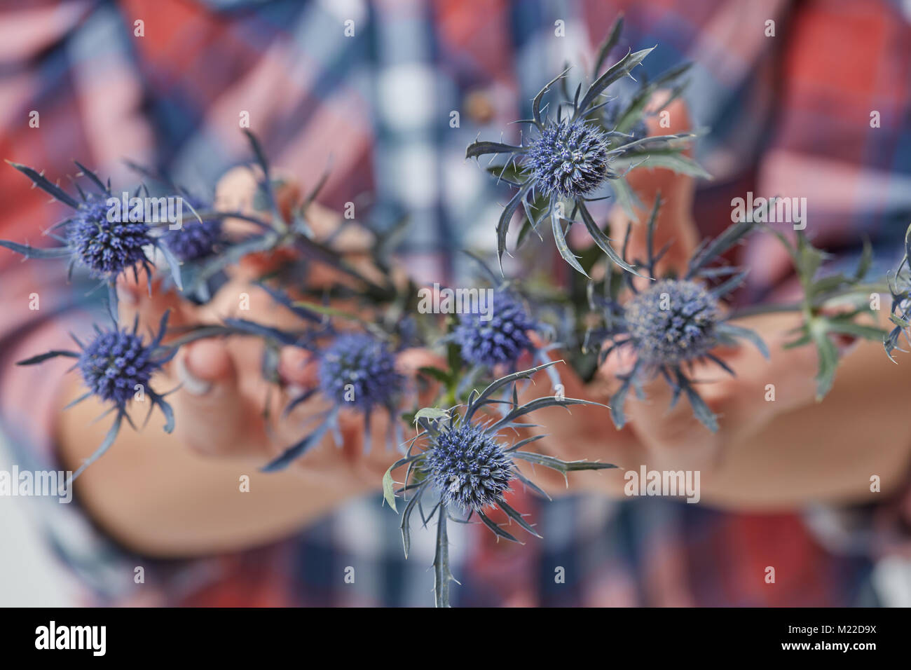 Female hands with blue flower eryngium Stock Photo - Alamy