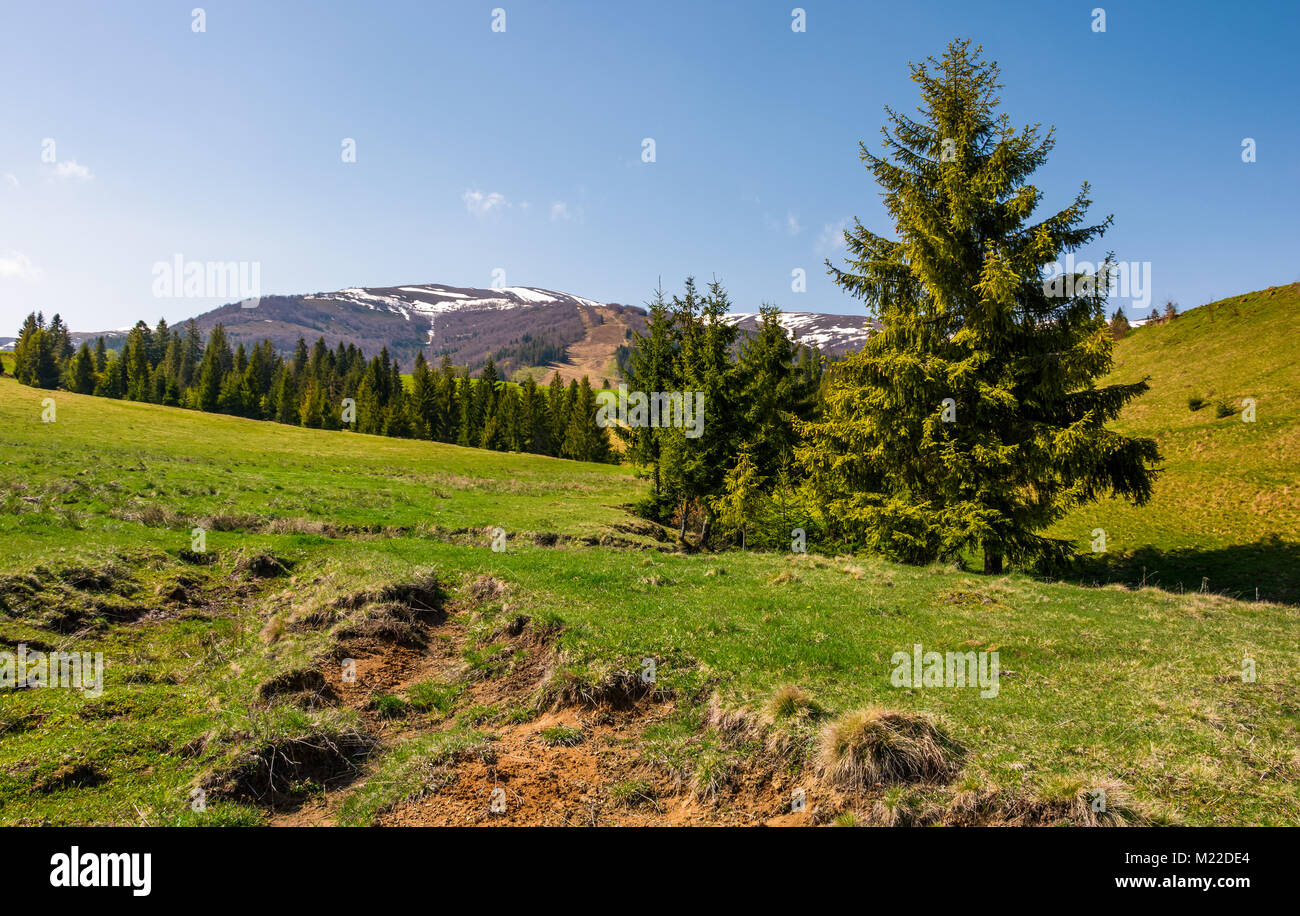 Nice scenery spruce trees hi-res stock photography and images - Alamy