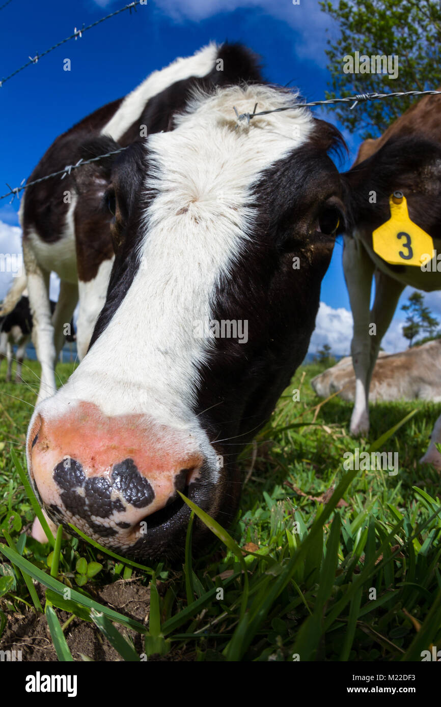 Fisheye lens cow hi-res stock photography and images - Alamy