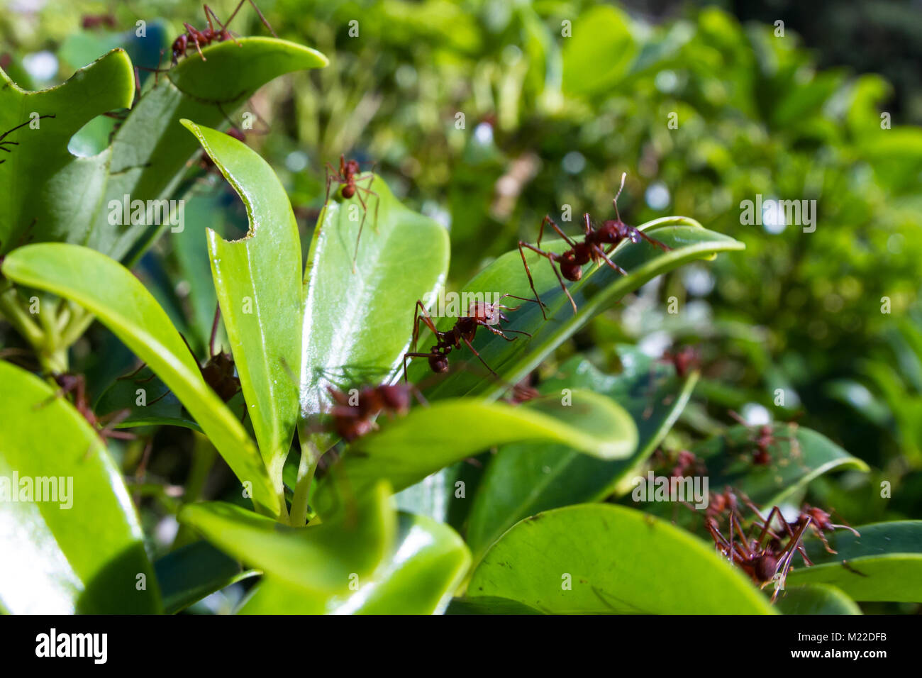 Leaf Cutter Ants Stripping Down A Decorative Plant In The Costa Rican