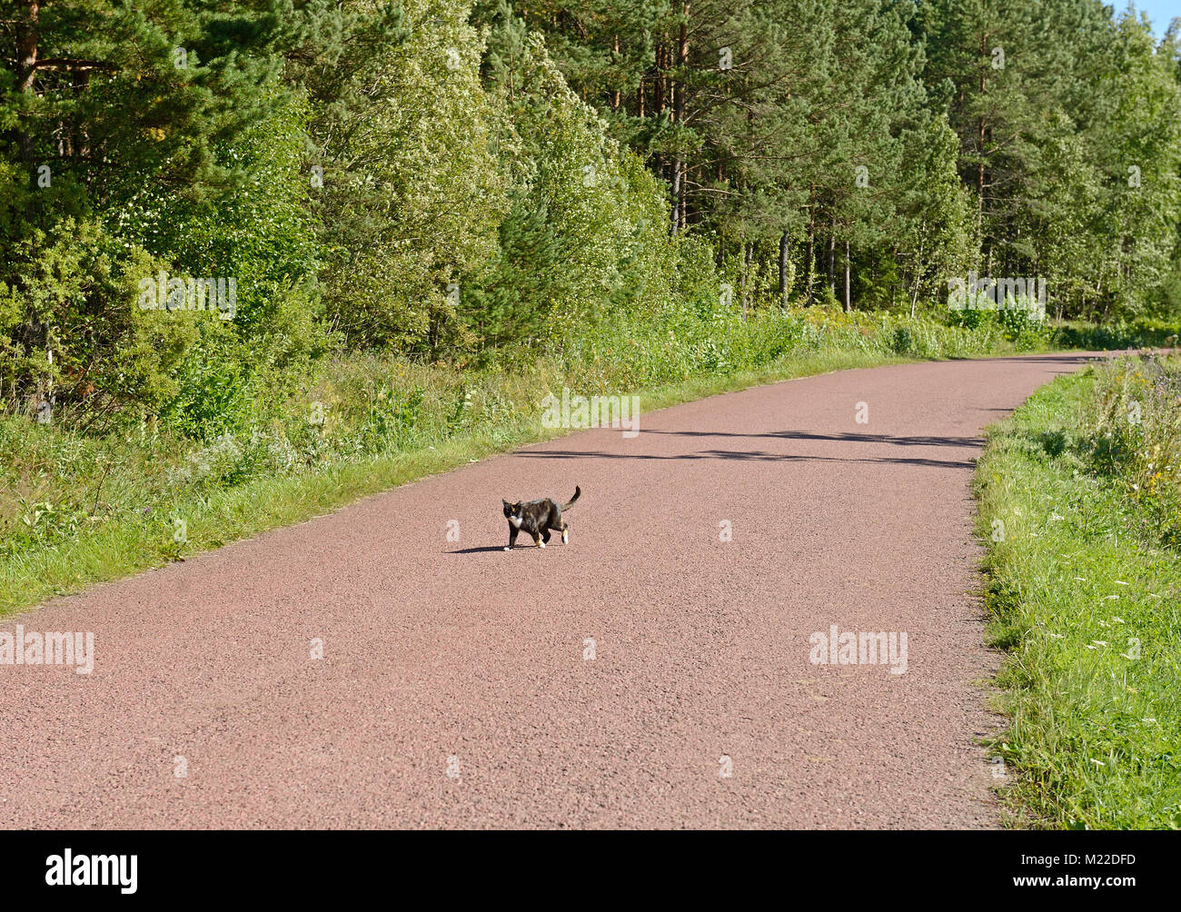 Country cat hi-res stock photography and images - Alamy