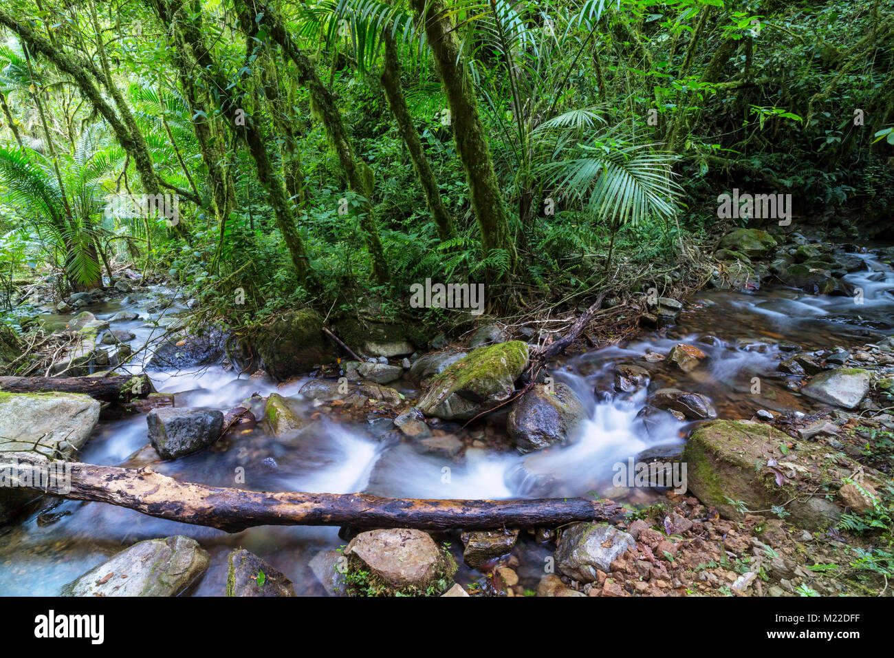 Beautiful stream water flowing down in rain forest. Costa Rica, Central ...