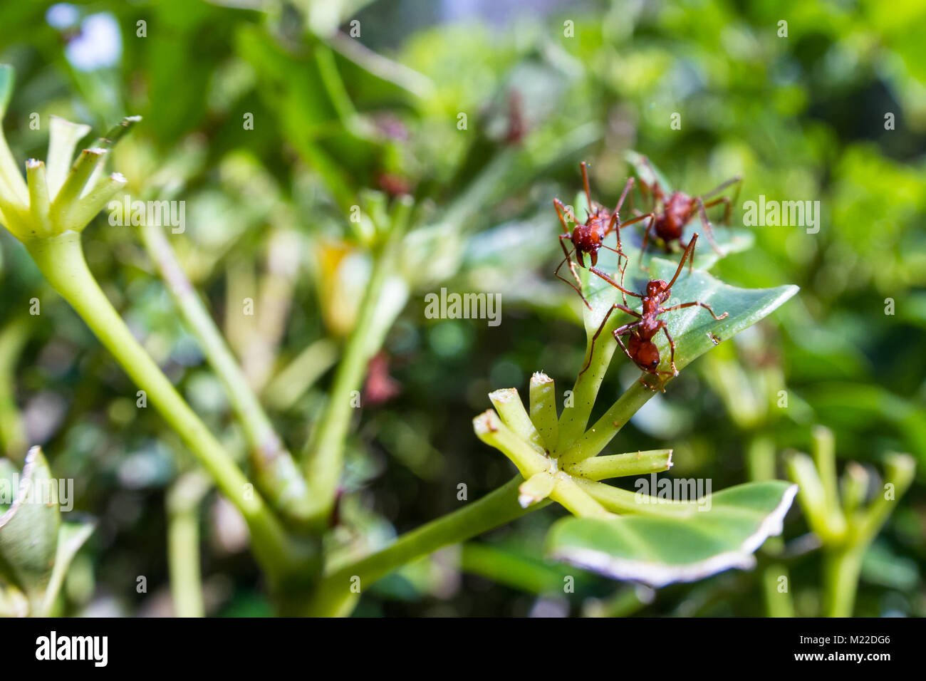 Leaf Cutter Ants Stripping Down A Decorative Plant In The Costa Rican