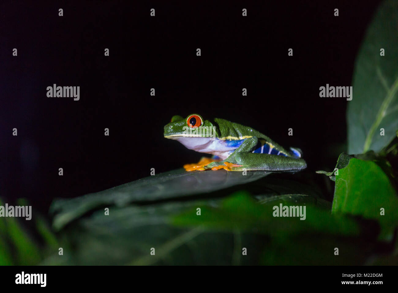 red-eye frog Agalychnis callidryas in Costa Rica, Central America Stock ...
