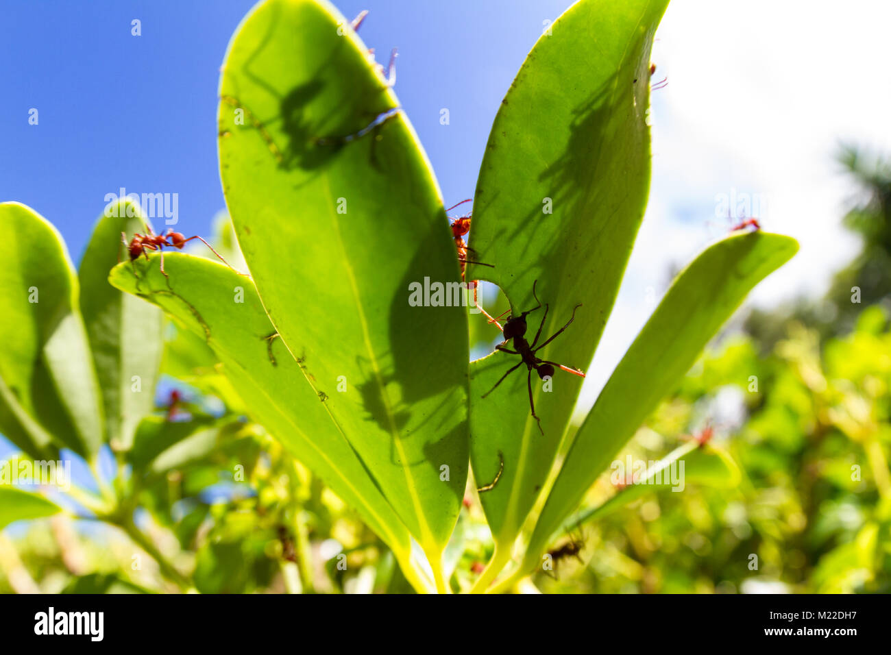 Leaf Cutter Ants Stripping Down A Decorative Plant In The Costa Rican