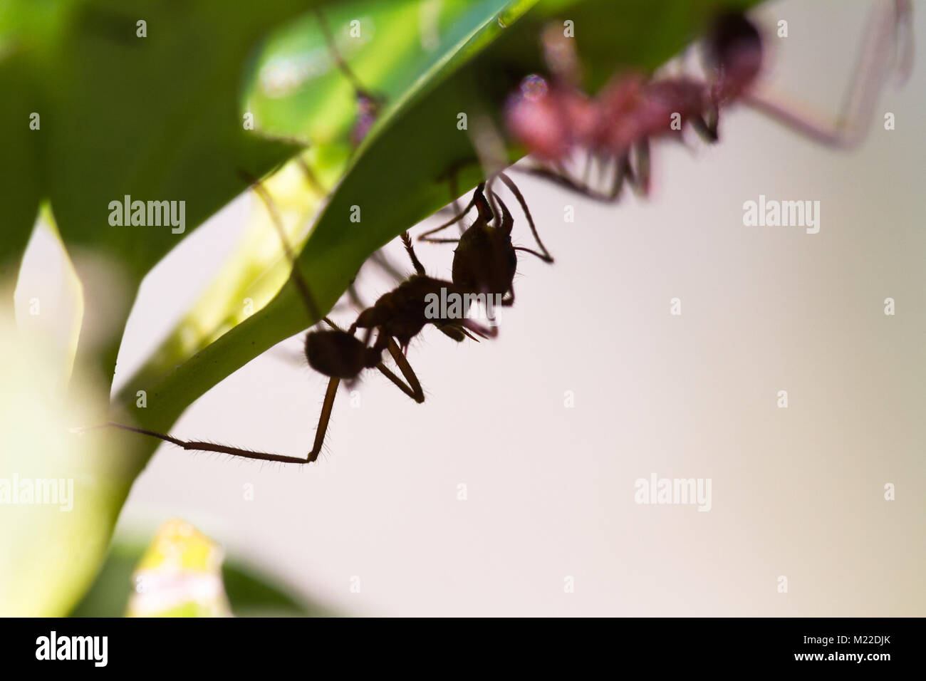 Leaf Cutter Ants Stripping Down A Decorative Plant In The Costa Rican
