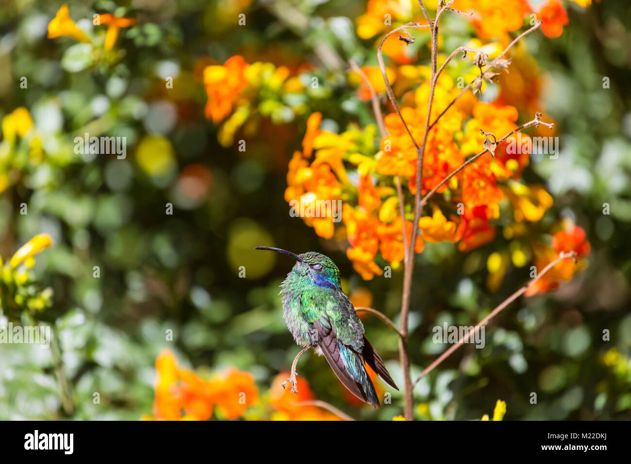 Colorful Hummingbird in Costa Rica, Central America Stock Photo - Alamy