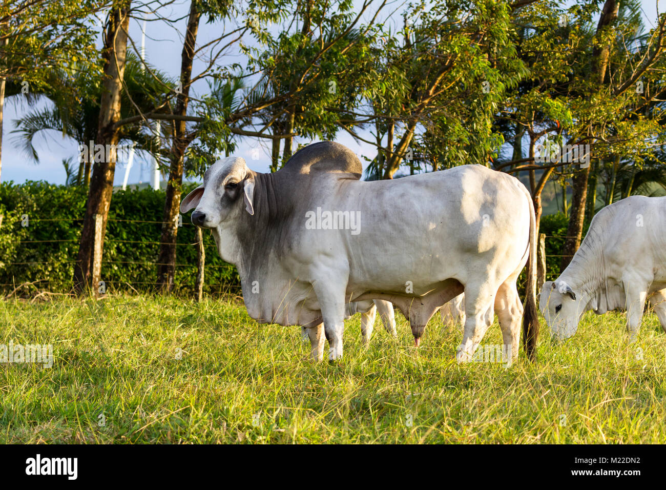 Huge brahman bull in a green pasture in Costa Rica Stock Photo - Alamy