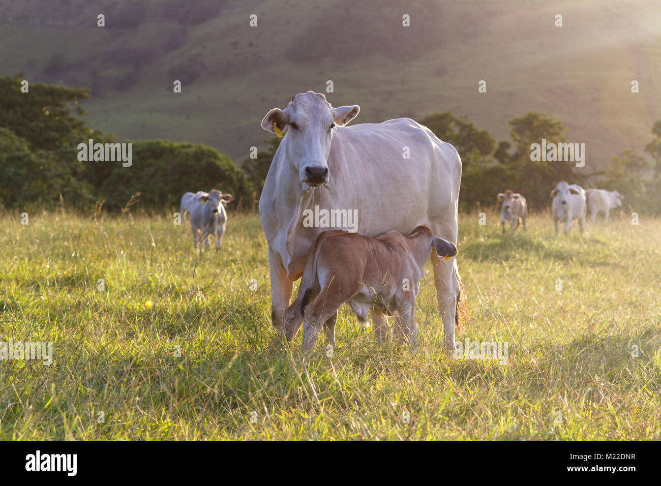 Baby cow feeding in the afternoon light in an open pasture in Costa ...