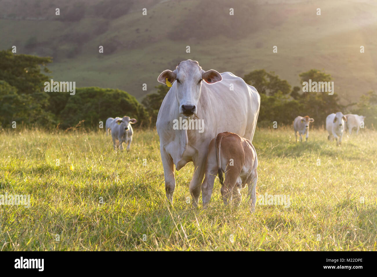 Baby cow feeding in the afternoon light in an open pasture in Costa ...