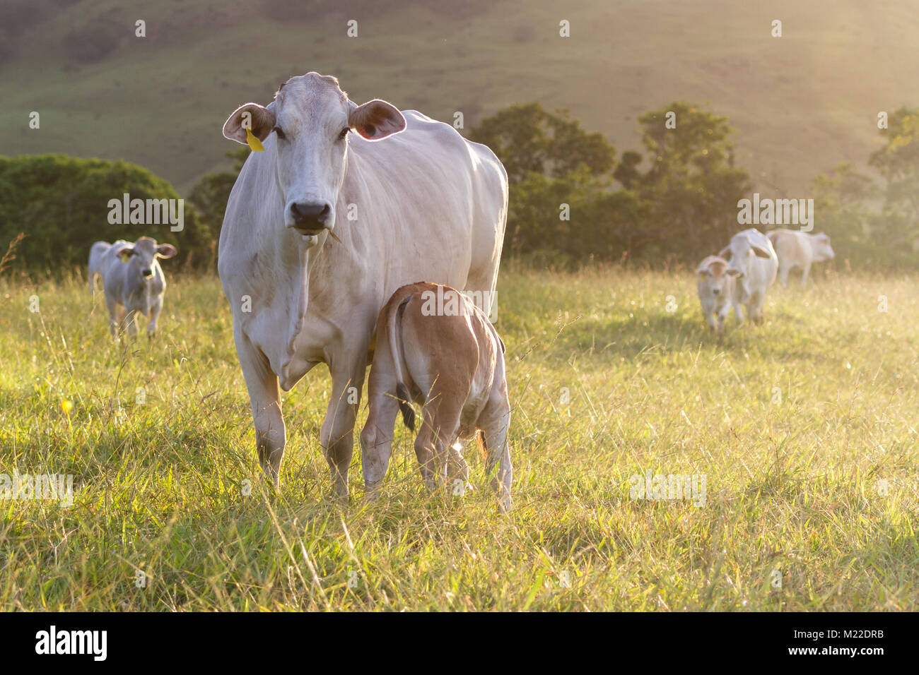 Baby cow feeding in the afternoon light in an open pasture in Costa ...