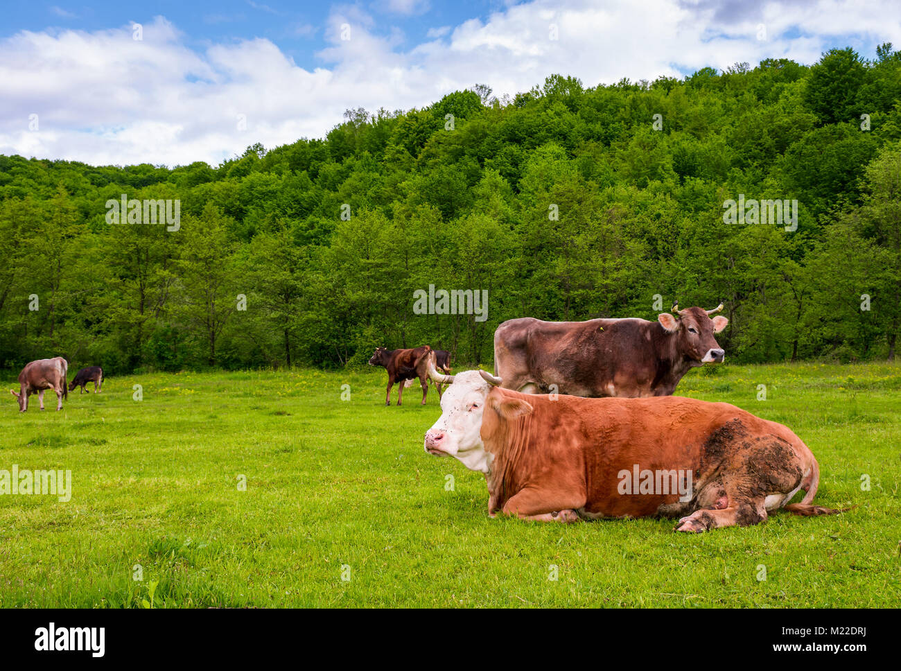 Fat cow hi-res stock photography and images - Alamy