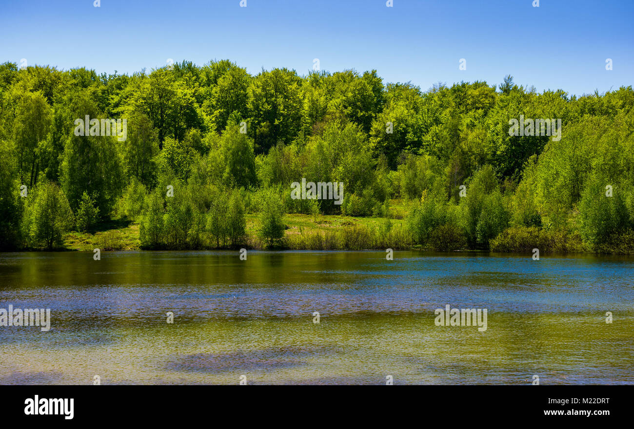 forest on the lake shore. lovely nature scenery on a bright springtime ...