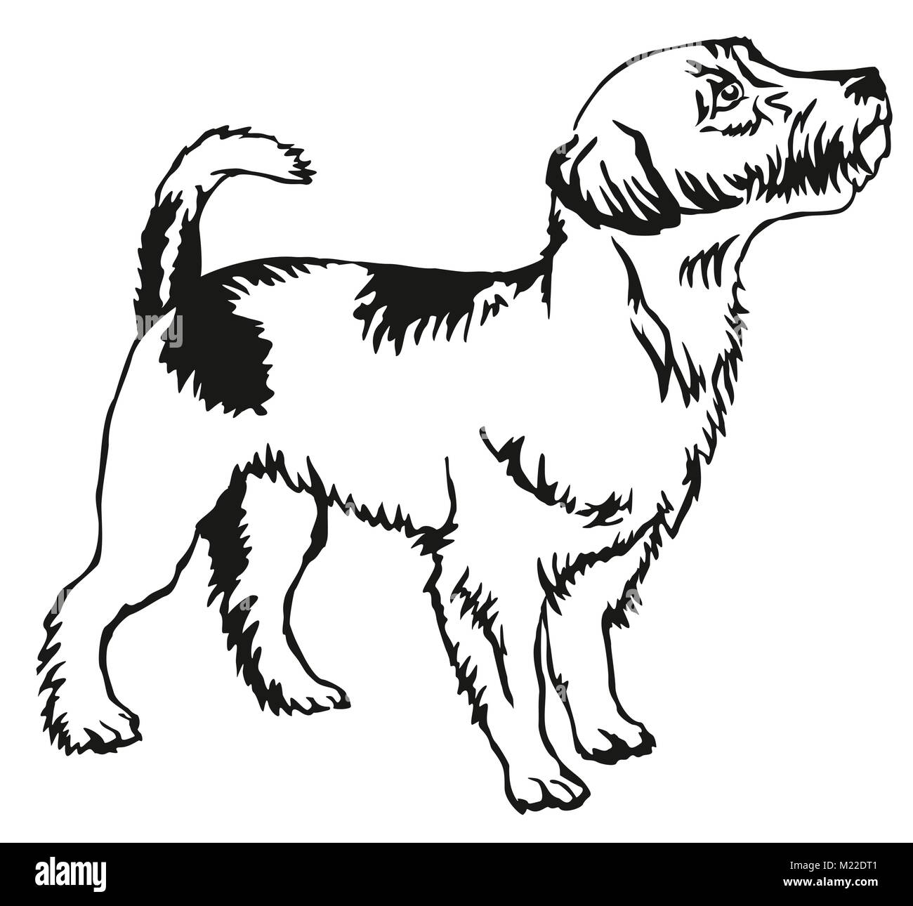 Jack Russell Terrier Portrait Of Adult High Resolution Stock ...