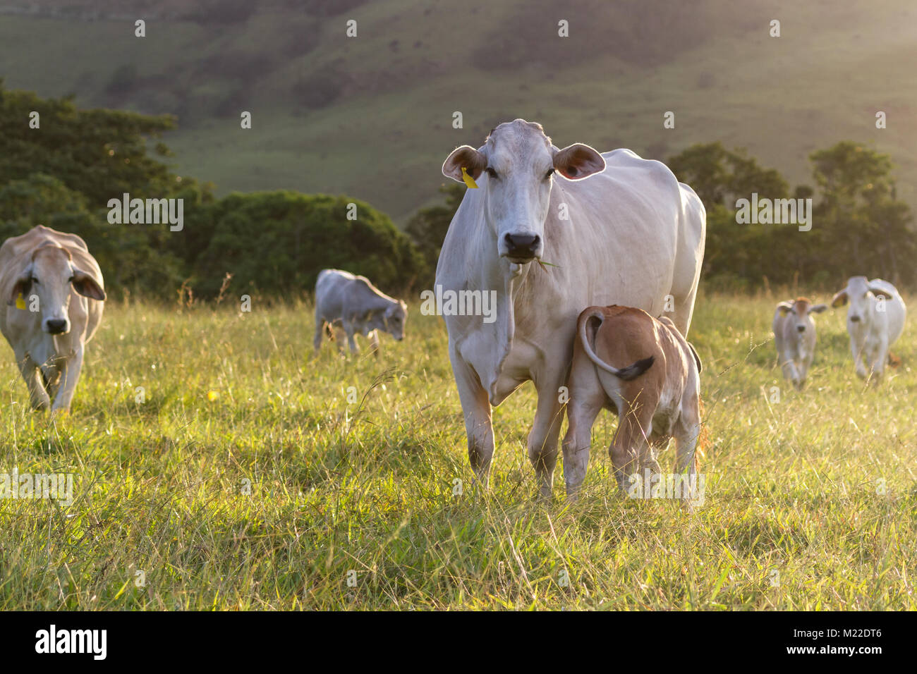 Baby cow feeding in the afternoon light in an open pasture in Costa ...